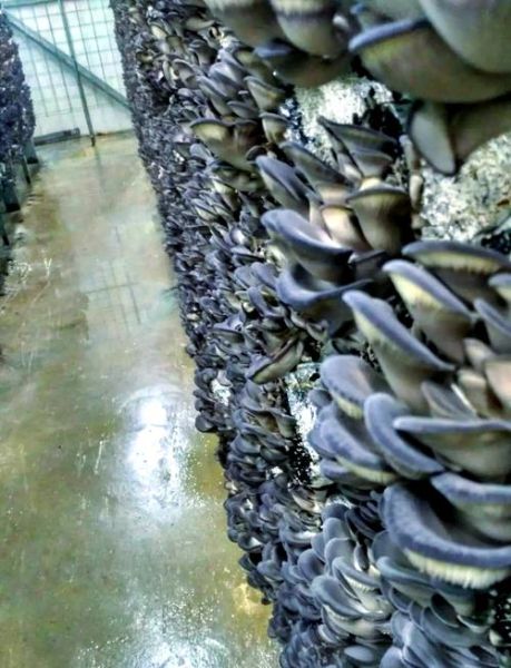 鲍鱼菇图片_如何挑选新鲜鲍鱼菇-第2张图片-山城妙识