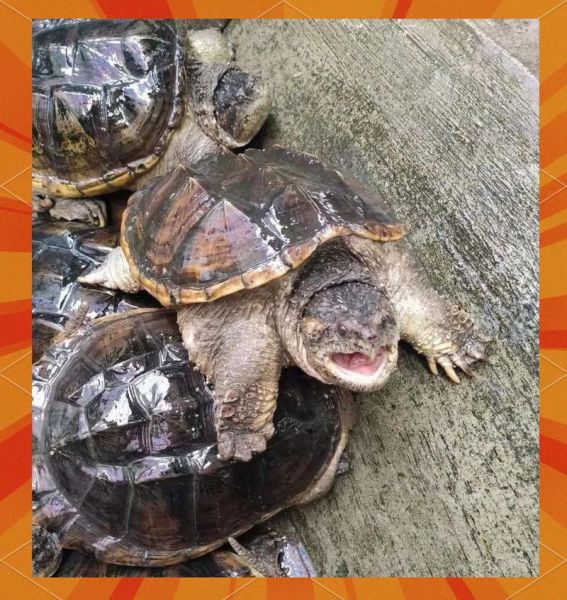 鳄鱼龟怎么吃最好_鳄鱼龟怎样吃最营养-第3张图片-山城妙识