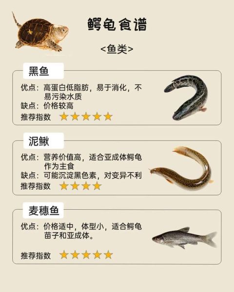 鳄鱼龟怎么吃最好_鳄鱼龟怎样吃最营养-第1张图片-山城妙识