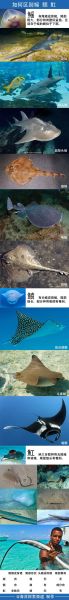 魟鱼和鳐鱼的区别_如何一眼分辨魟鱼鳐鱼-第1张图片-山城妙识 魟鱼和鳐鱼的区别_如何一眼分辨魟鱼鳐鱼-第1张图片-山城妙识