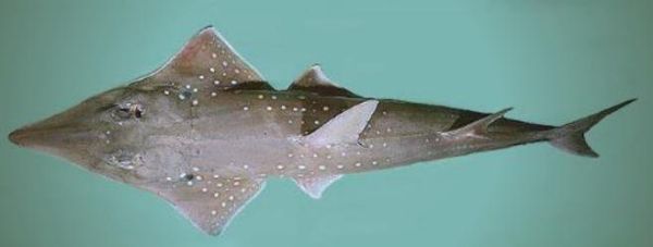 魟鱼和鳐鱼的区别_如何一眼分辨魟鱼鳐鱼-第3张图片-山城妙识 魟鱼和鳐鱼的区别_如何一眼分辨魟鱼鳐鱼-第3张图片-山城妙识