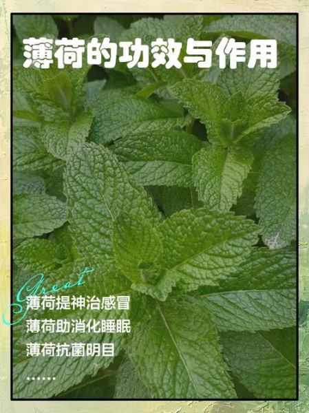 薄荷怎么吃有什么功效_新鲜薄荷的吃法与作用-第1张图片-山城妙识 薄荷怎么吃有什么功效_新鲜薄荷的吃法与作用-第1张图片-山城妙识