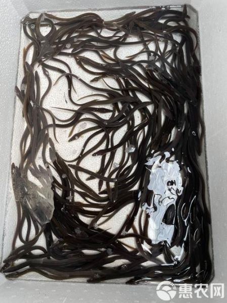 鳗鱼苗为什么不能人工繁殖_鳗鱼苗人工繁殖失败原因-第3张图片-山城妙识 鳗鱼苗为什么不能人工繁殖_鳗鱼苗人工繁殖失败原因-第3张图片-山城妙识