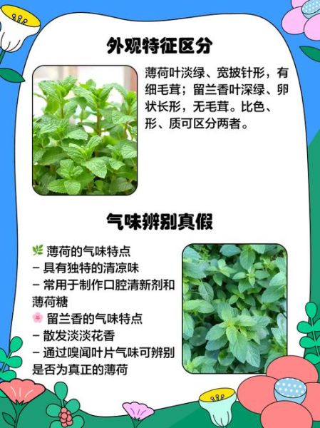 薄荷怎么吃有什么功效_新鲜薄荷的吃法与作用-第2张图片-山城妙识 薄荷怎么吃有什么功效_新鲜薄荷的吃法与作用-第2张图片-山城妙识