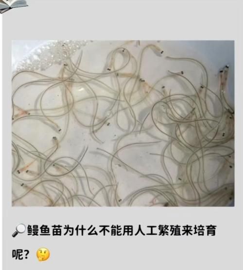 鳗鱼苗为什么不能人工繁殖_鳗鱼苗人工繁殖失败原因-第1张图片-山城妙识 鳗鱼苗为什么不能人工繁殖_鳗鱼苗人工繁殖失败原因-第1张图片-山城妙识