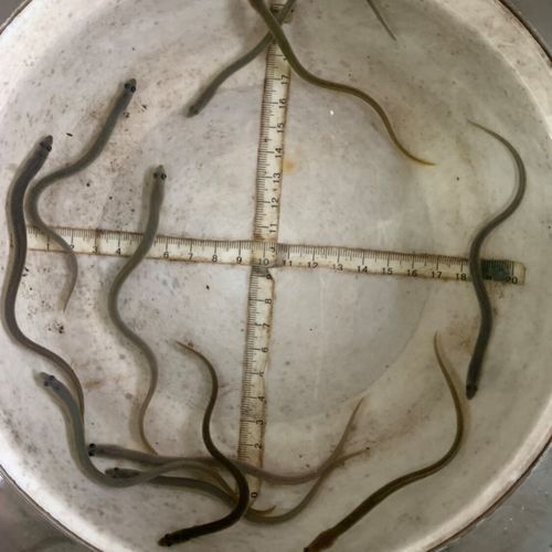 鳗鱼苗为什么不能人工繁殖_鳗鱼苗人工繁殖失败原因-第2张图片-山城妙识 鳗鱼苗为什么不能人工繁殖_鳗鱼苗人工繁殖失败原因-第2张图片-山城妙识