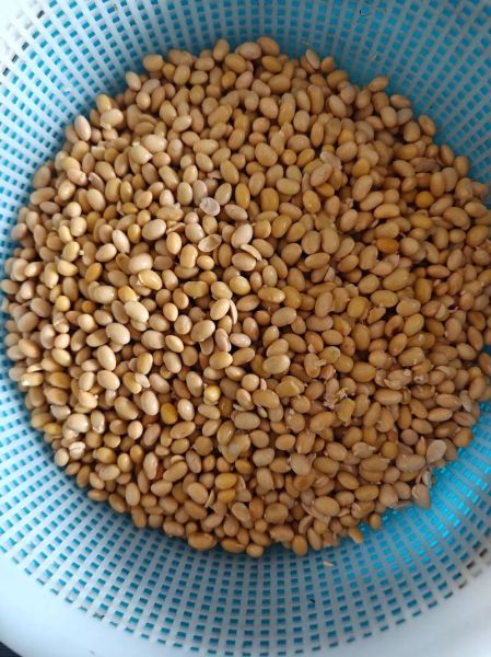 黄豆酱发酵几天再晒_晒酱最佳时间-第3张图片-山城妙识 黄豆酱发酵几天再晒_晒酱最佳时间-第3张图片-山城妙识