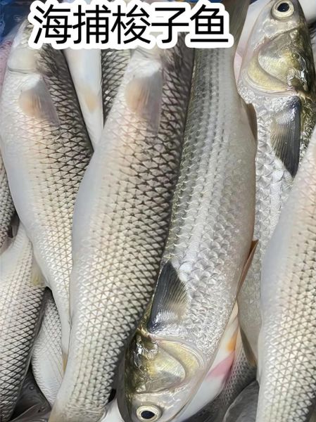 梭子鱼是海鱼还是河鱼_梭子鱼生活在海水还是淡水-第2张图片-山城妙识