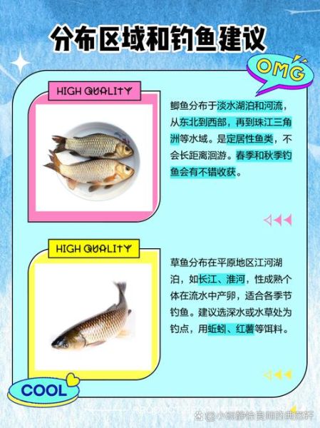 鲫鱼和草鱼的区别图片_如何一眼分辨-第3张图片-山城妙识