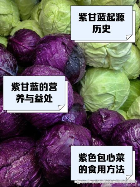 紫包菜和紫甘蓝一样吗_紫甘蓝与紫包菜区别-第1张图片-山城妙识