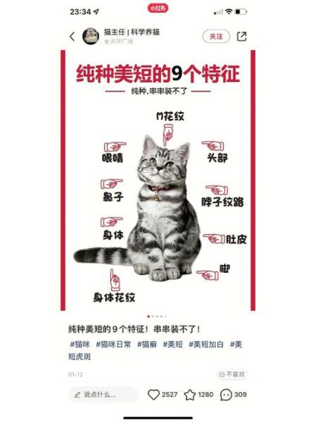 起司猫好养吗_新手饲养指南-第1张图片-山城妙识 起司猫好养吗_新手饲养指南-第1张图片-山城妙识