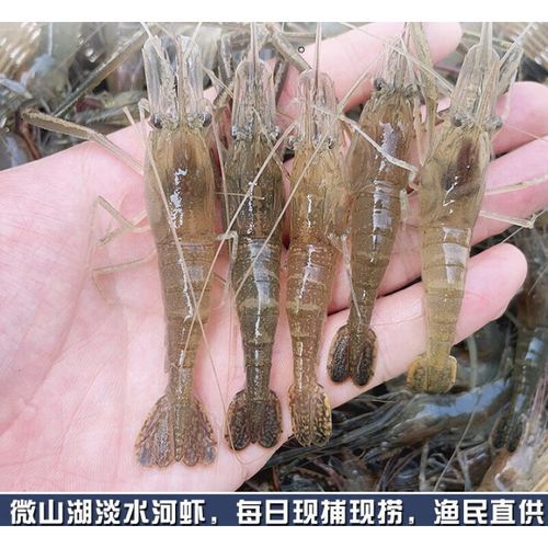 大草虾多少钱一斤_大草虾价格行情-第1张图片-山城妙识