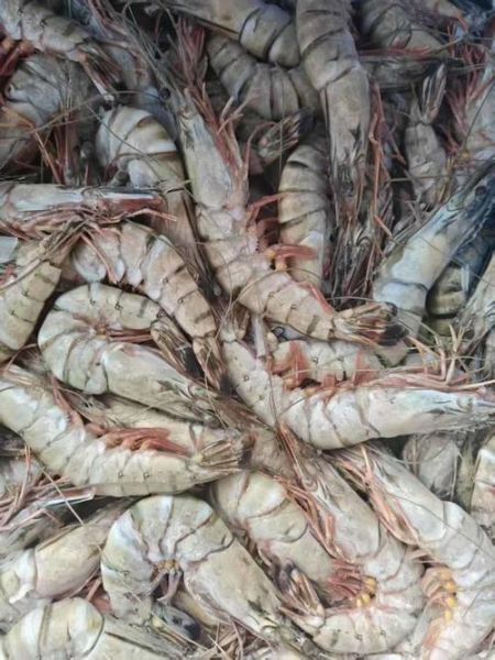 大草虾多少钱一斤_大草虾价格行情-第3张图片-山城妙识