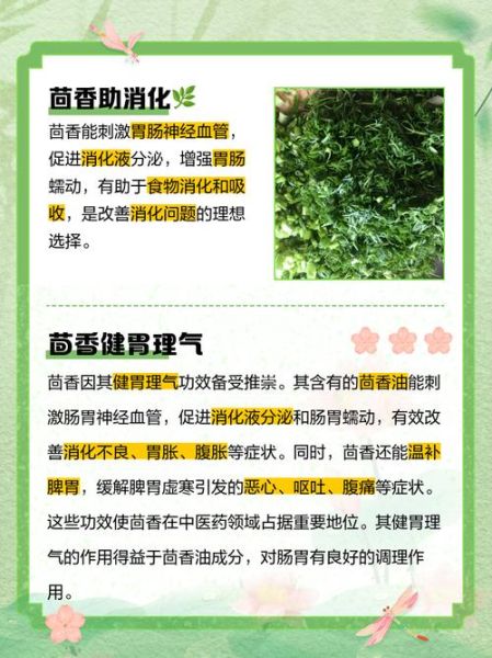 茴香对男人有什么副作用_男人吃茴香会影响性功能吗-第1张图片-山城妙识 茴香对男人有什么副作用_男人吃茴香会影响性功能吗-第1张图片-山城妙识