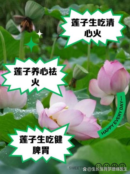 莲子生吃有什么好处_莲子生吃有副作用吗-第3张图片-山城妙识