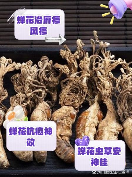 蝉花能提高免疫力吗_蝉花功效与作用有哪些-第2张图片-山城妙识