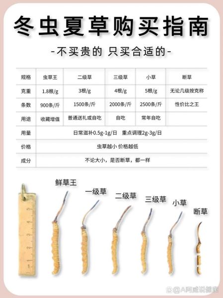 北虫草多少钱一斤_北虫草价格影响因素-第1张图片-山城妙识