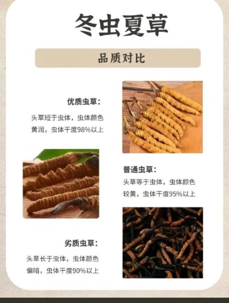 北虫草多少钱一斤_北虫草价格影响因素-第3张图片-山城妙识