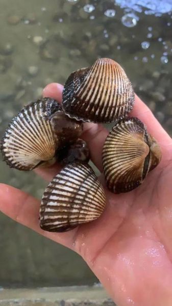 血螺怎么吃_血螺的营养价值-第1张图片-山城妙识