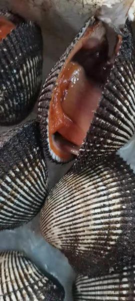 血螺怎么吃_血螺的营养价值-第2张图片-山城妙识