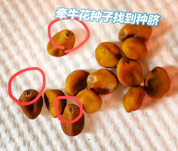 长春花种子长什么样_如何挑选优质种子-第1张图片-山城妙识