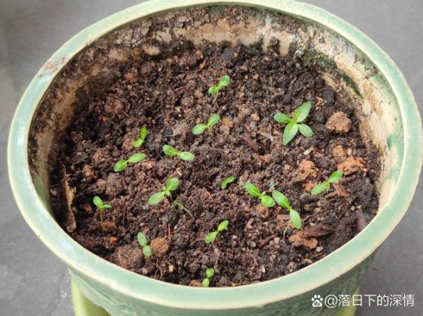 长春花种子长什么样_如何挑选优质种子-第3张图片-山城妙识