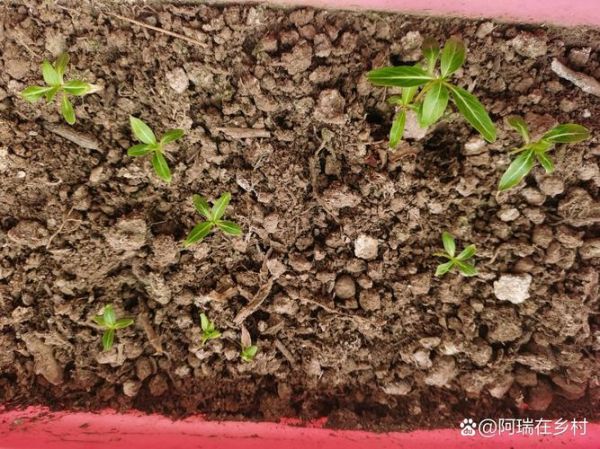 长春花种子长什么样_如何挑选优质种子-第2张图片-山城妙识