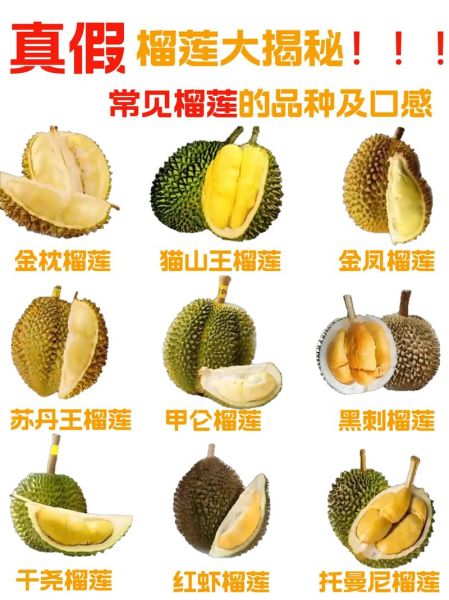 榴莲图片大全图片真实_如何辨别真假榴莲照片-第1张图片-山城妙识