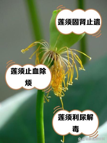 莲须的功效与作用_莲须泡水喝的禁忌-第1张图片-山城妙识