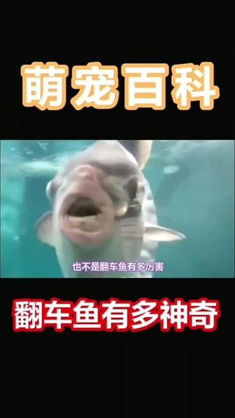 翻车鱼为什么叫翻车鱼_翻车鱼名字的由来-第3张图片-山城妙识