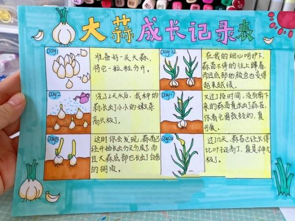 大蒜观察日记怎么写_大蒜几天发芽-第3张图片-山城妙识