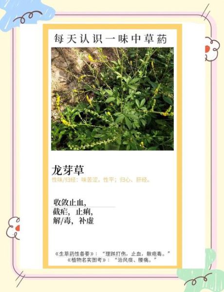 龙芽草的功效与作用_龙芽草怎么泡水喝-第1张图片-山城妙识