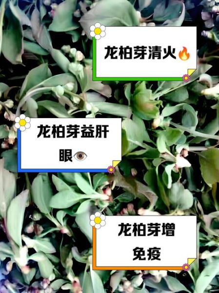 龙芽草的功效与作用_龙芽草怎么泡水喝-第3张图片-山城妙识