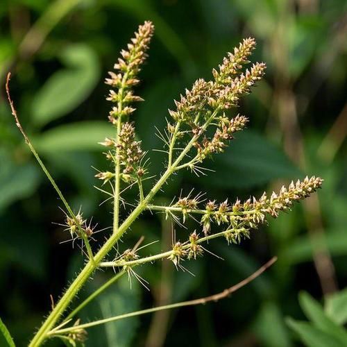 龙芽草的功效与作用_龙芽草怎么泡水喝-第2张图片-山城妙识