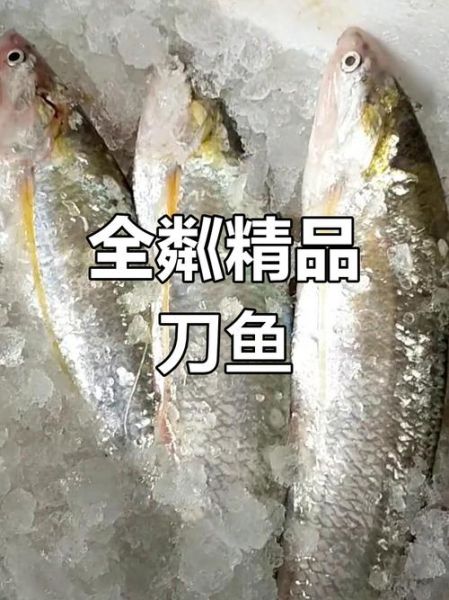 湖刀鱼多少钱一斤_湖刀鱼价格行情-第1张图片-山城妙识 湖刀鱼多少钱一斤_湖刀鱼价格行情-第1张图片-山城妙识
