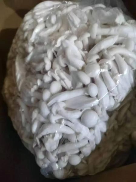 白玉菇图片大全_白玉菇和海鲜菇的区别-第3张图片-山城妙识 白玉菇图片大全_白玉菇和海鲜菇的区别-第3张图片-山城妙识