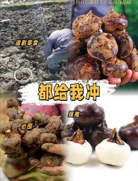 马蹄果和荸荠一样吗_马蹄果和荸荠的区别-第3张图片-山城妙识 马蹄果和荸荠一样吗_马蹄果和荸荠的区别-第3张图片-山城妙识