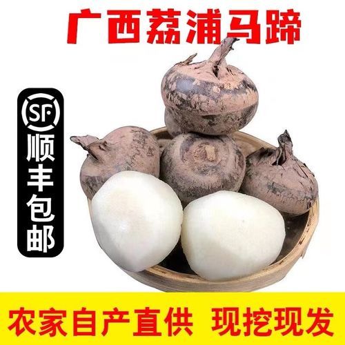 马蹄果和荸荠一样吗_马蹄果和荸荠的区别-第1张图片-山城妙识 马蹄果和荸荠一样吗_马蹄果和荸荠的区别-第1张图片-山城妙识