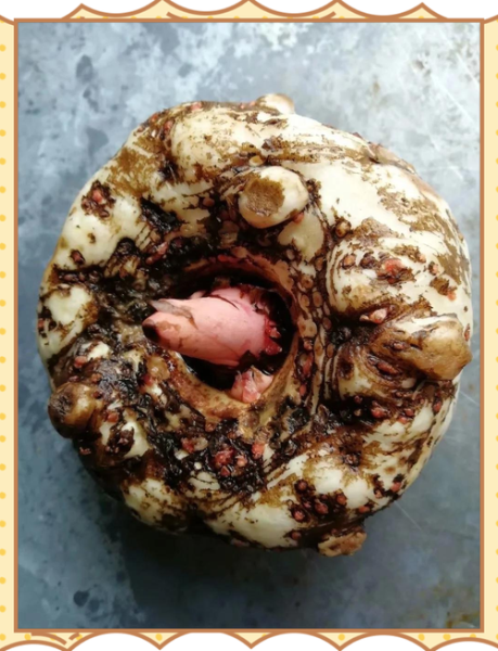 魔芋豆腐的功效与作用_魔芋豆腐减肥怎么吃-第2张图片-山城妙识 魔芋豆腐的功效与作用_魔芋豆腐减肥怎么吃-第2张图片-山城妙识