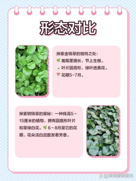 金钱草图片长什么样_金钱草和铜钱草区别-第1张图片-山城妙识