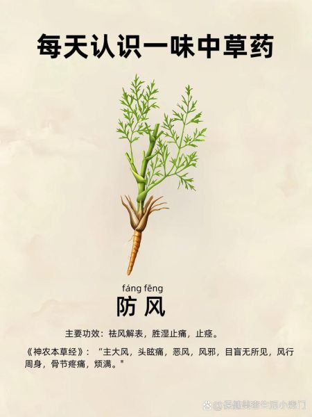 防风的功效与作用_防风用量是多少-第2张图片-山城妙识 防风的功效与作用_防风用量是多少-第2张图片-山城妙识