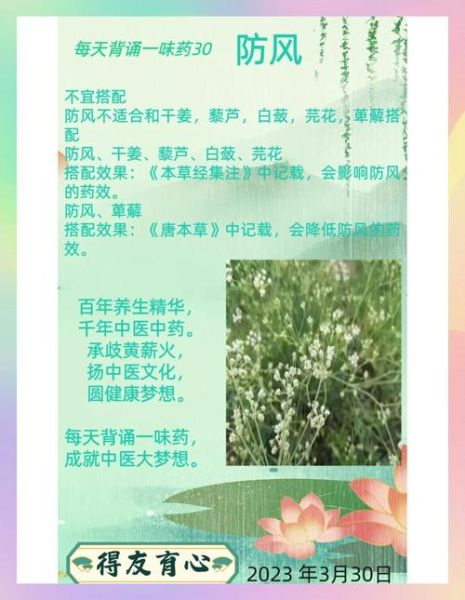 防风的功效与作用_防风用量是多少-第3张图片-山城妙识 防风的功效与作用_防风用量是多少-第3张图片-山城妙识