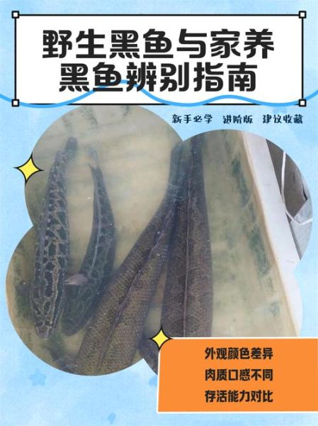 黑轮是什么意思_台湾黑轮和关东煮区别-第2张图片-山城妙识