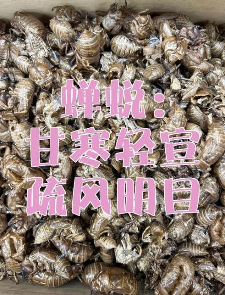 蝉蜕的功效与作用是什么_蝉蜕能治哪些病-第3张图片-山城妙识 蝉蜕的功效与作用是什么_蝉蜕能治哪些病-第3张图片-山城妙识