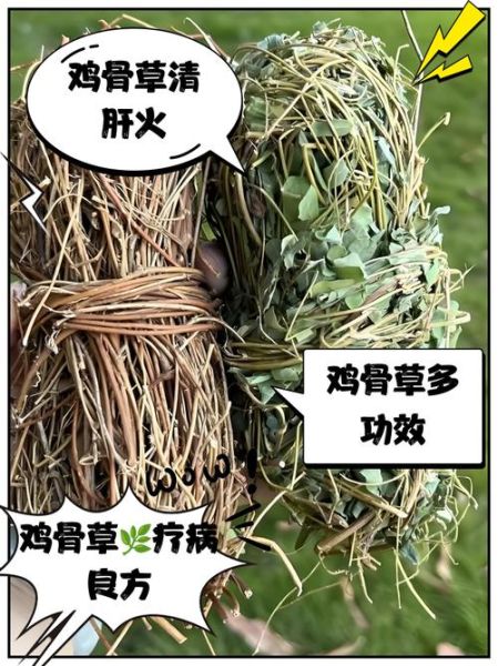 鸡骨草哪些人不能吃_鸡骨草禁忌人群有哪些-第3张图片-山城妙识 鸡骨草哪些人不能吃_鸡骨草禁忌人群有哪些-第3张图片-山城妙识