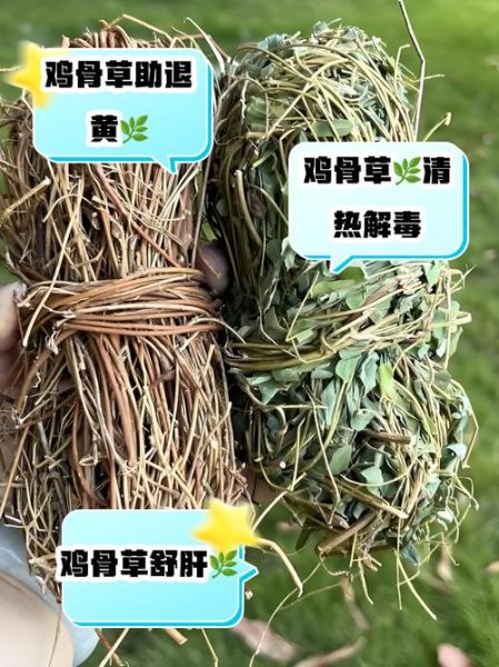 鸡骨草哪些人不能吃_鸡骨草禁忌人群有哪些-第2张图片-山城妙识 鸡骨草哪些人不能吃_鸡骨草禁忌人群有哪些-第2张图片-山城妙识