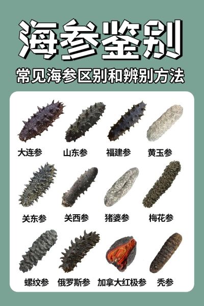 海参品种有哪些_如何挑选海参-第1张图片-山城妙识 海参品种有哪些_如何挑选海参-第1张图片-山城妙识