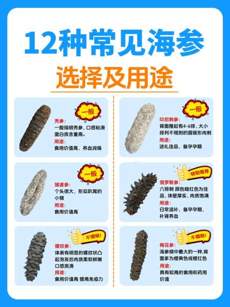 海参品种有哪些_如何挑选海参-第3张图片-山城妙识 海参品种有哪些_如何挑选海参-第3张图片-山城妙识