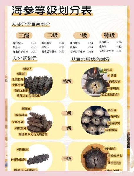 海参品种有哪些_如何挑选海参-第2张图片-山城妙识 海参品种有哪些_如何挑选海参-第2张图片-山城妙识