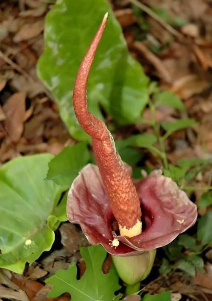 蒟蒻图片功效与作用_蒟蒻能减肥吗-第2张图片-山城妙识 蒟蒻图片功效与作用_蒟蒻能减肥吗-第2张图片-山城妙识